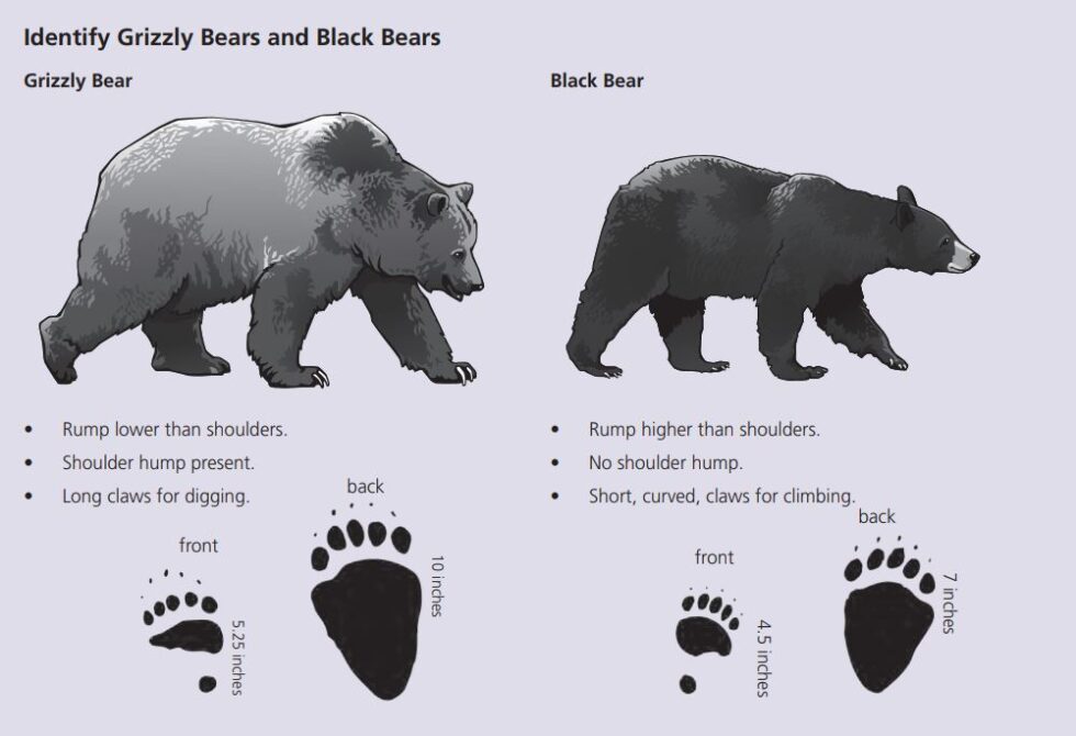 A Guide to the Bears - Be Bear Aware in Whistler