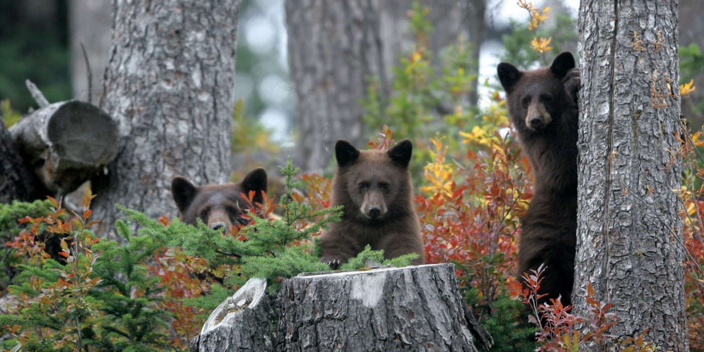 A Guide to the Bears - Be Bear Aware in Whistler